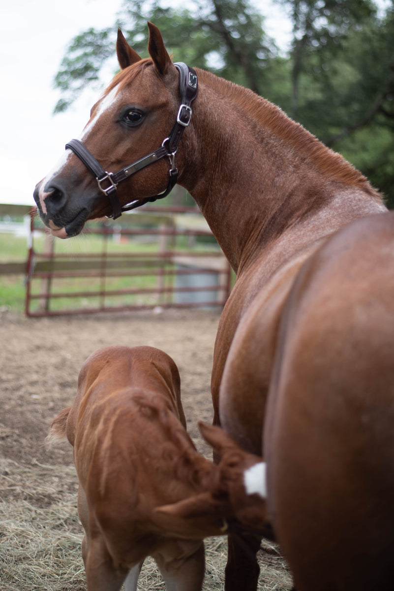 How Horse Breeders Use the Smart Halter – NIGHTWATCH