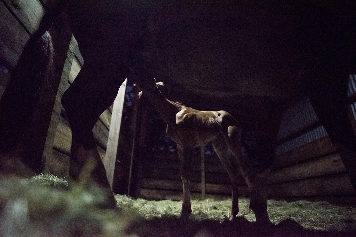 What You Need in Your 2020 Foaling Kit (Complete with Hacks) – NIGHTWATCH